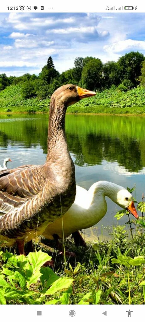 Kanatlı hayvan ürünleri ve yumurta Эко-гусь, Orenburgskaya oblastı, foto