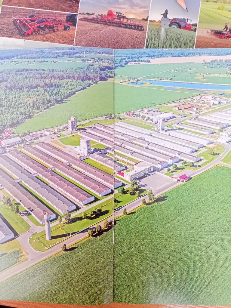 Hayvancılık Совхоз-комбинат Заря, Gomelskaya oblastı, foto