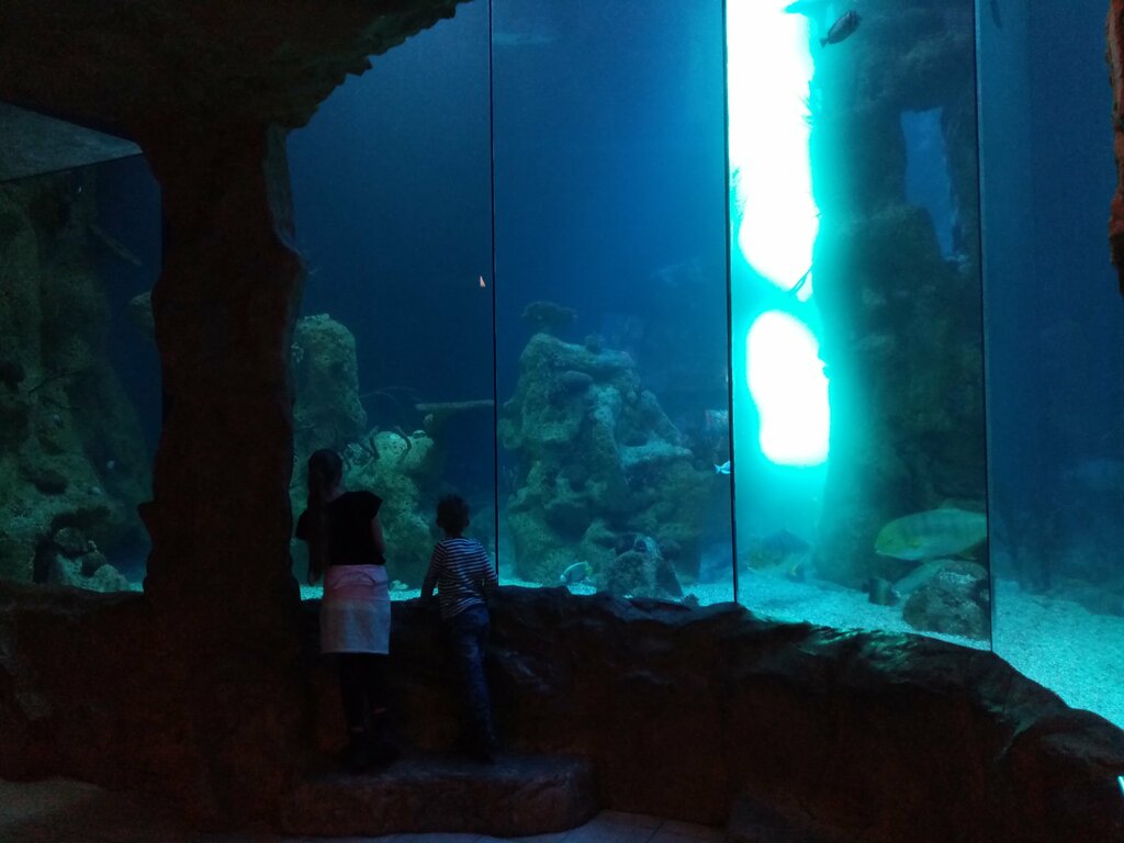 Hayvanat bahçeleri Haus des Meeres, Viyana, foto