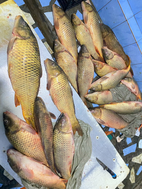 Kafe Fried Fish, Türkistan eyaleti, foto