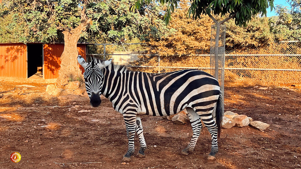 Hayvanat bahçeleri Pafos Zoo, Paphos Bird's & Animals Park, Baf İlçesi, foto