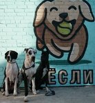 Пёсли (ulitsa Kirova No:92/1), evcil hayvan kuaförleri  Artem'den