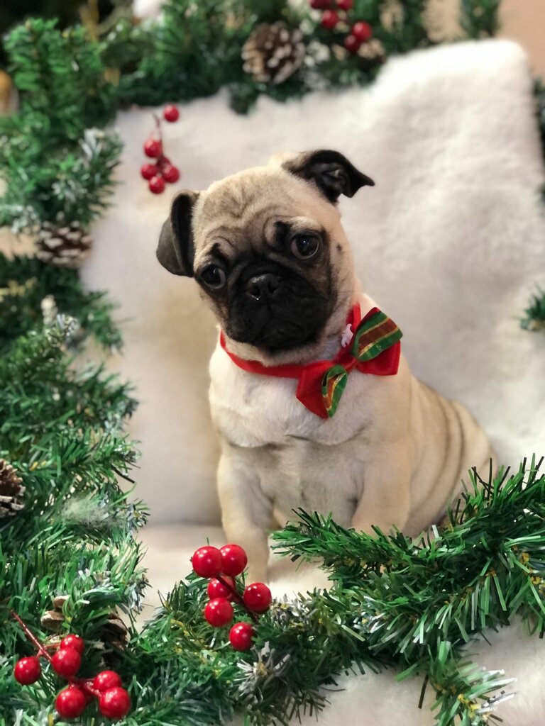 Evcil hayvan yetiştiricileri Pitomnik Russky uzor, Moskova, foto