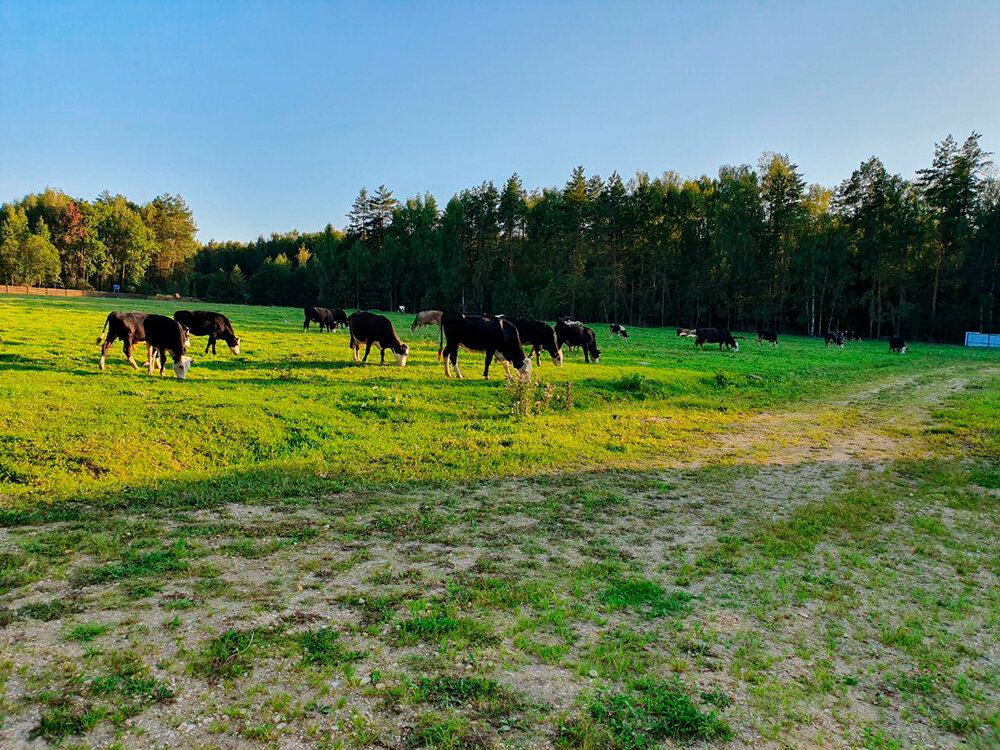 Gıda üreticileri Cheese factory Znamensky, Vladimirskaya oblastı, foto