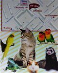 Zoo - Lend (Telmana Street No:144), petshop  Engels'ten