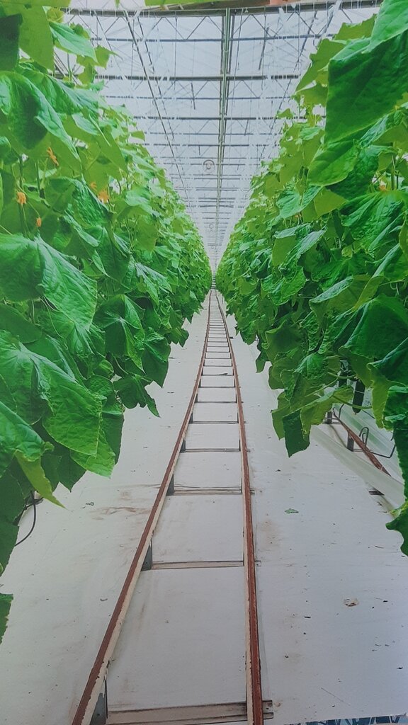 Seracılık ТК Ростовский, Rostovskaya oblastı, foto