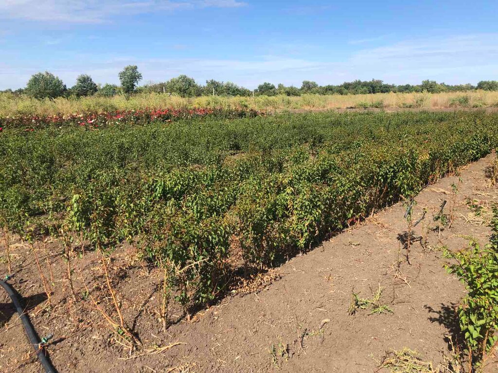 Fidan yetiştiriciliği Fruit trees in Volgograd, Volgogradskaya oblastı, foto