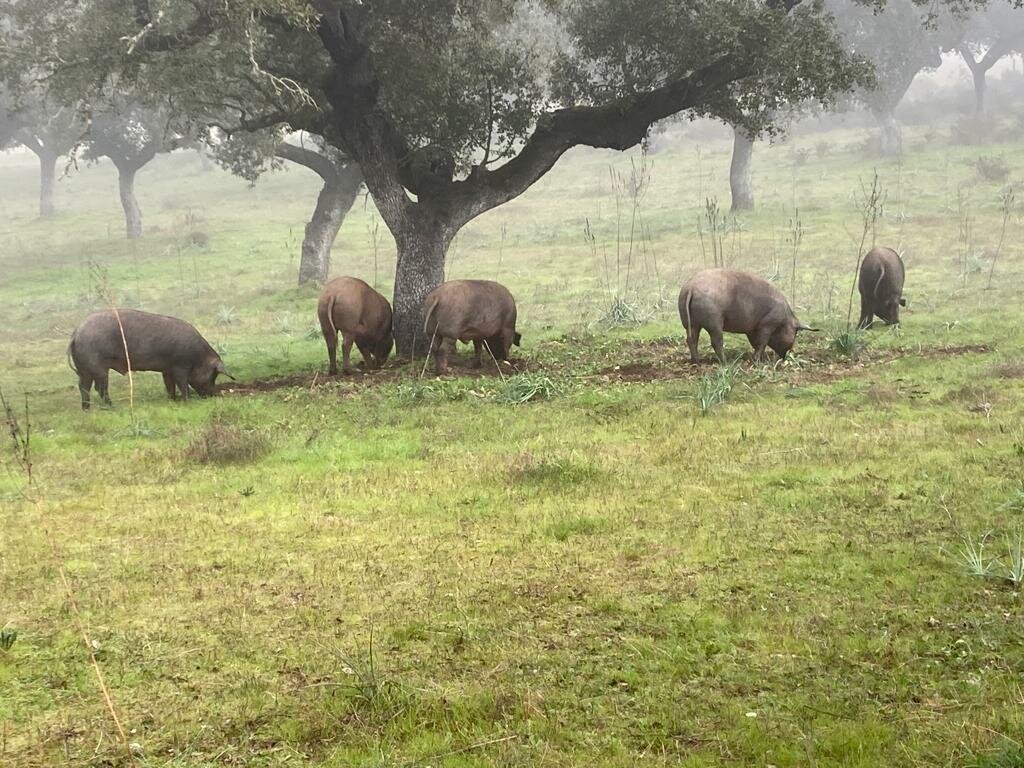Toptan et ürünleri Embutidos Y Jamones Garpe Ibericos, Madrid, foto