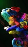 Hameleon (ulitsa Gaydara No:5к2), güzellik merkezi ekipmanları  Jeleznogorsk'tan