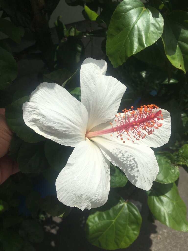 Piknik alanı Molokai Day Tours, Havai Eyaleti, foto