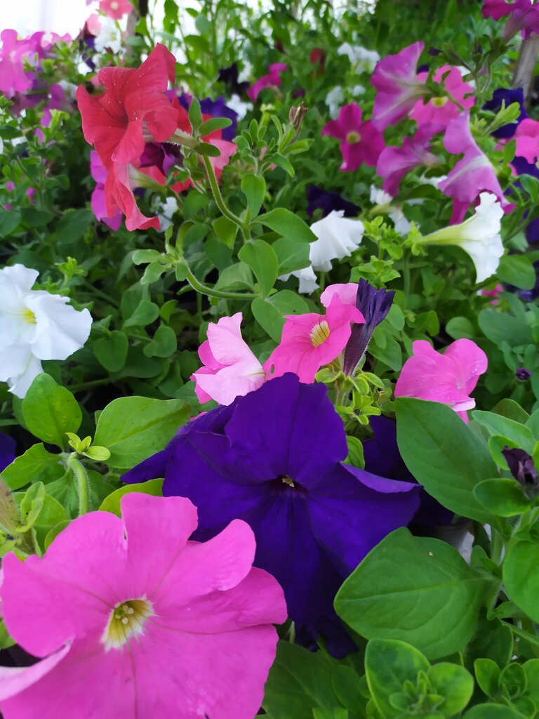 Çiçekçiler Цветы, Başkurdistan, foto