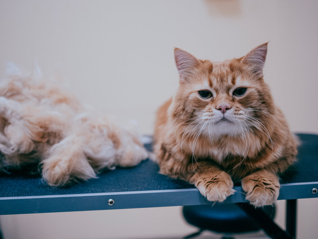 Evcil hayvan kuaförleri Leo Grooming, Moskovski, foto