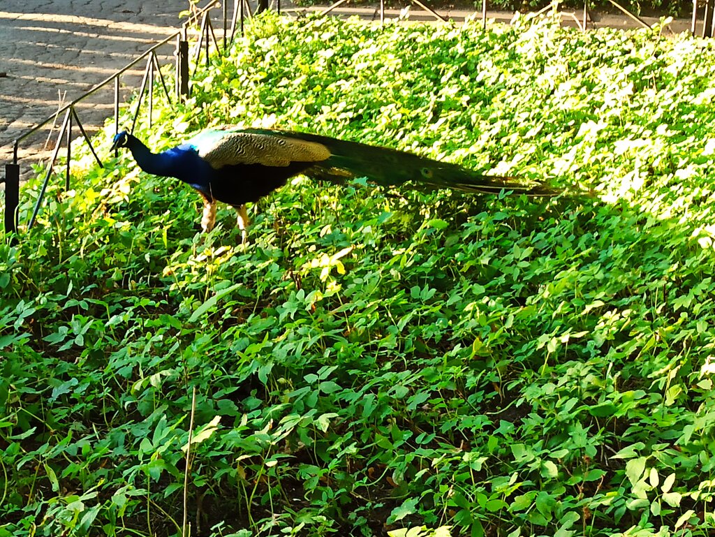 Hayvan muhafazaları Обыкновенный павлин, Kaliningrad, foto