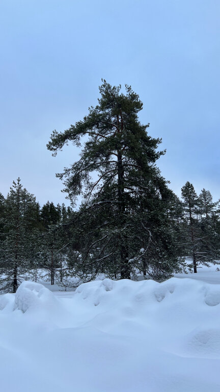 Doğa Сосна горная, Karelya, foto