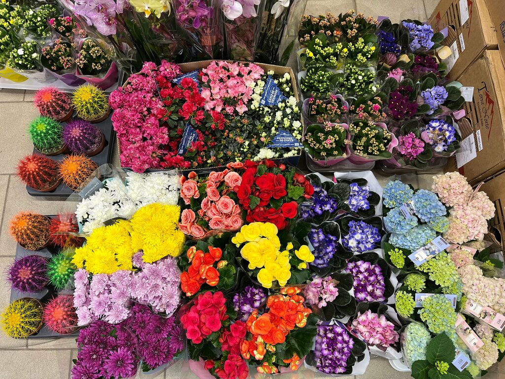 Çiçek teslimatı Al Flowers, Himki, foto
