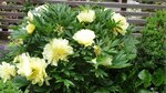 Blumen Wenz Inh. Stöckle (Zazenhäuser Straße No:36, Stuttgart, Stadt Stuttgart), çiçek teslimatı  Stuttgart'tan
