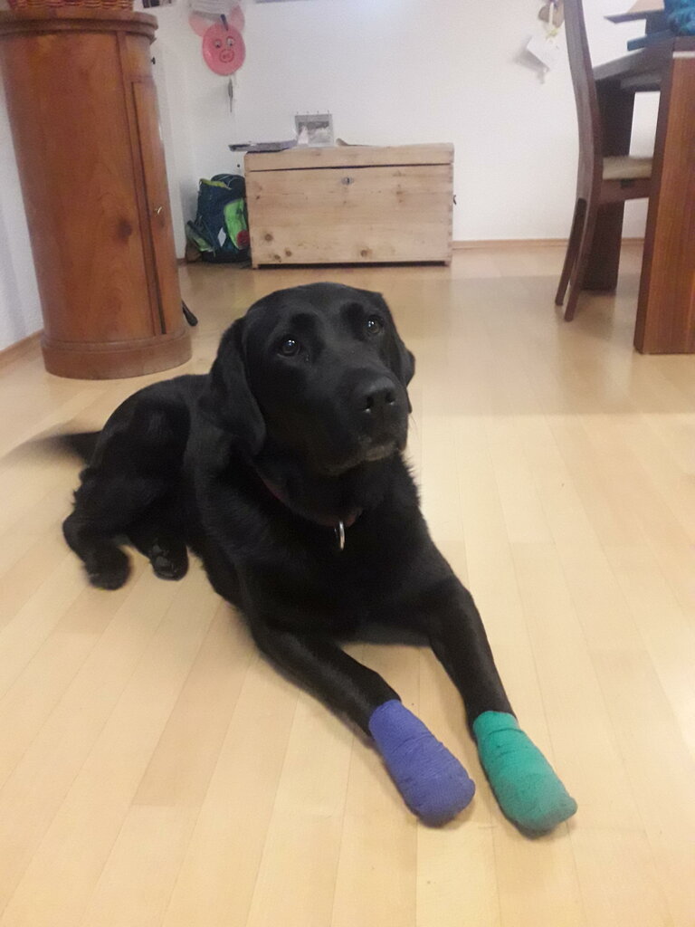 Veteriner klinikleri Kleintierpraxis - Rosegger, Steiermark, foto