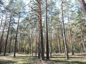 Марий Чодра (Tsentralnaya ulitsa No:73, posyolok gorodskogo tipa Krasnogorskiy), kültür ve eğlence parkları  Mariy El'den