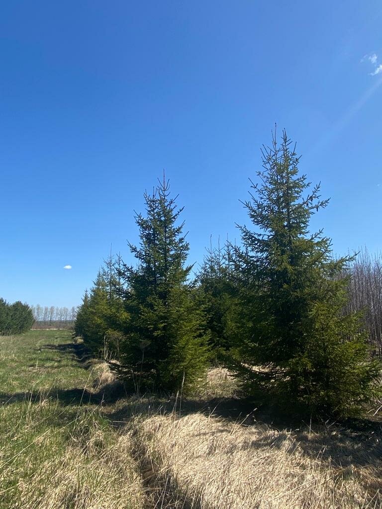 Fidan yetiştiriciliği Питомник Полунино, Tulskaya oblastı, foto