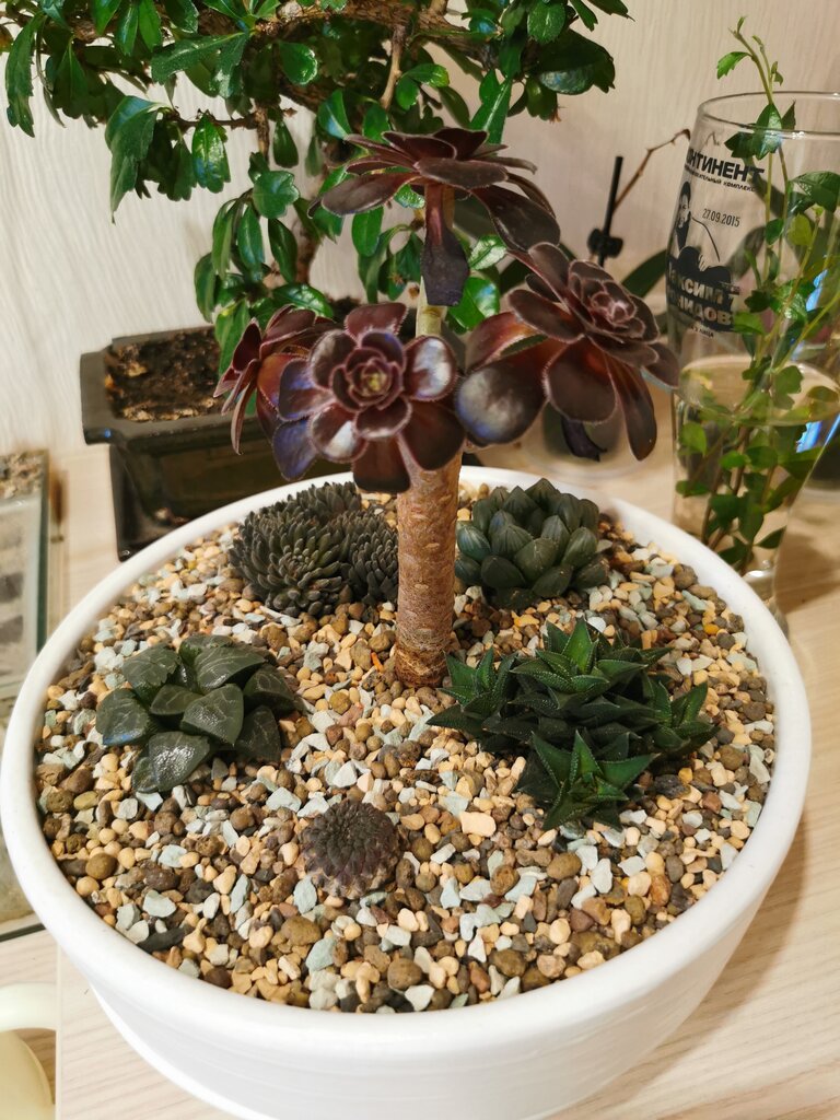 Sera ve bahçe ürünleri Succuterra, Saint‑Petersburg, foto