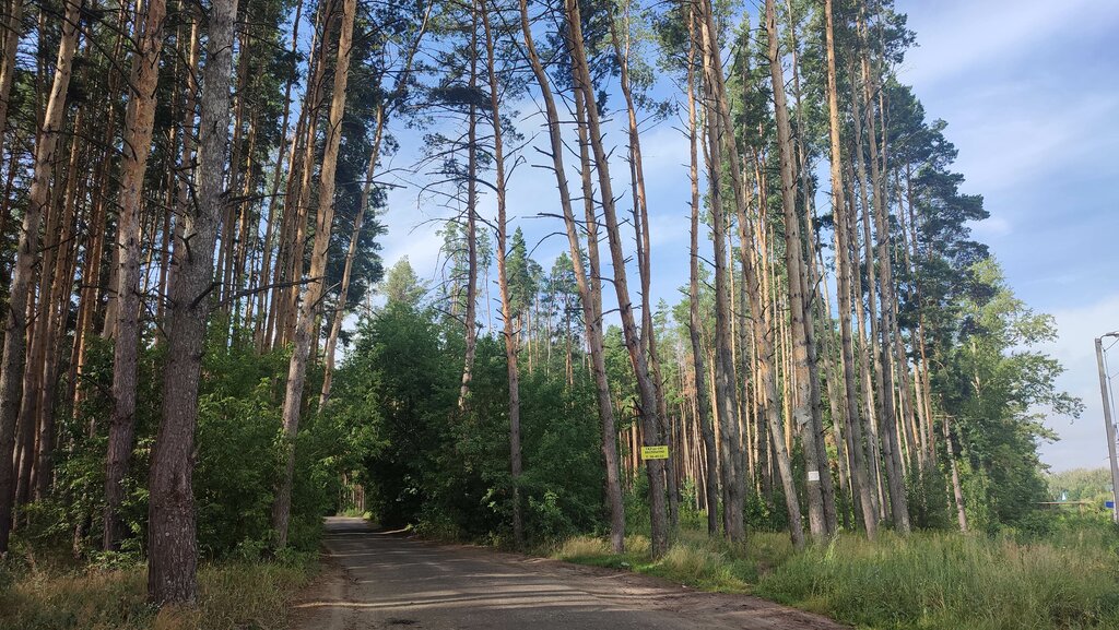 Orman Sosnoviy Bor Izmaylovskiy, Penza, foto