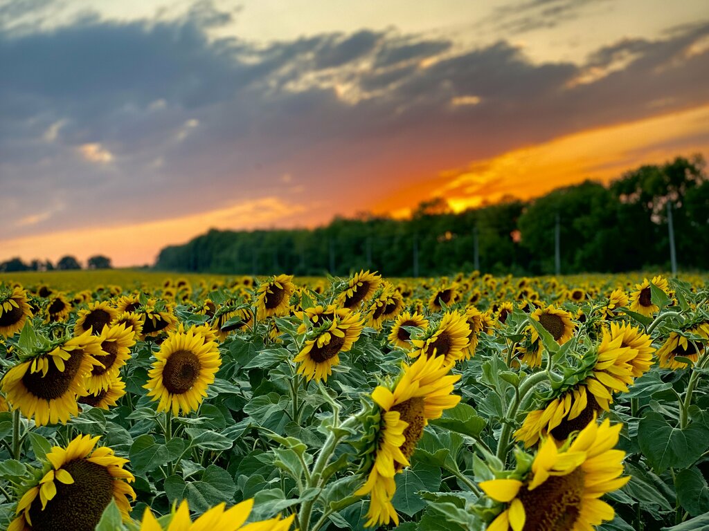 Fotoğraf hizmetleri Фотоуслуги, Pyatigorsk, foto