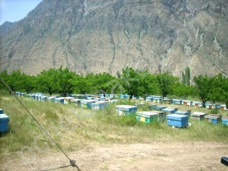 Bal ve arıcılık firmaları Mountain Honey, Fergana, foto