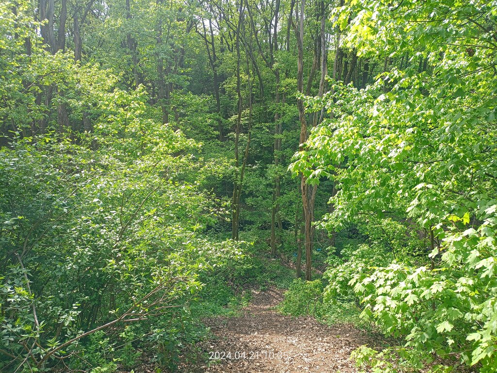 Orman урочище Каменное, Belgorodskaya oblastı, foto