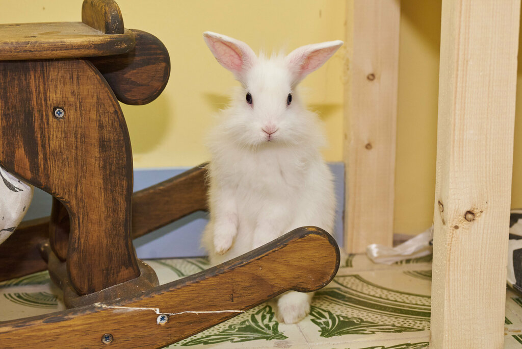 Müzeler ve sanat galerileri Музей кролика и зайца, Solneçnogorsk, foto