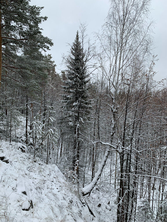 Dağ zirvesi Гора Токариха, Sverdlovskaya oblastı, foto