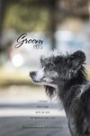 Groom pet's (Kommunisticheskaya Street No:77), evcil hayvan kuaförleri  Novosibirsk'ten