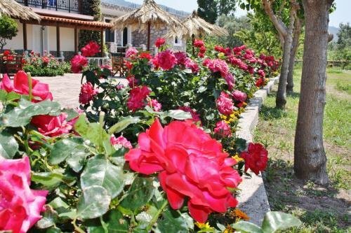 Otel Villa Vicky, Dünya, foto