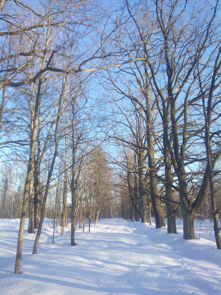 Doğa Дубовая аллея усадьбы Ириновка, Saint‑Petersburg ve Leningradskaya oblastı, foto