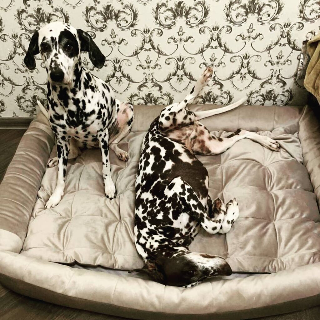 Ev eşyası mağazaları Galina Kroy's sewing workshop, Tiumen, foto