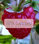 ЛПХ Сидорец В. В. (Krasnodar Territory, munitsipalny okrug Goryachiy Klyuch, stanitsa Bakinskaya), tarım ürünleri firmaları  Krasnodarski krayından