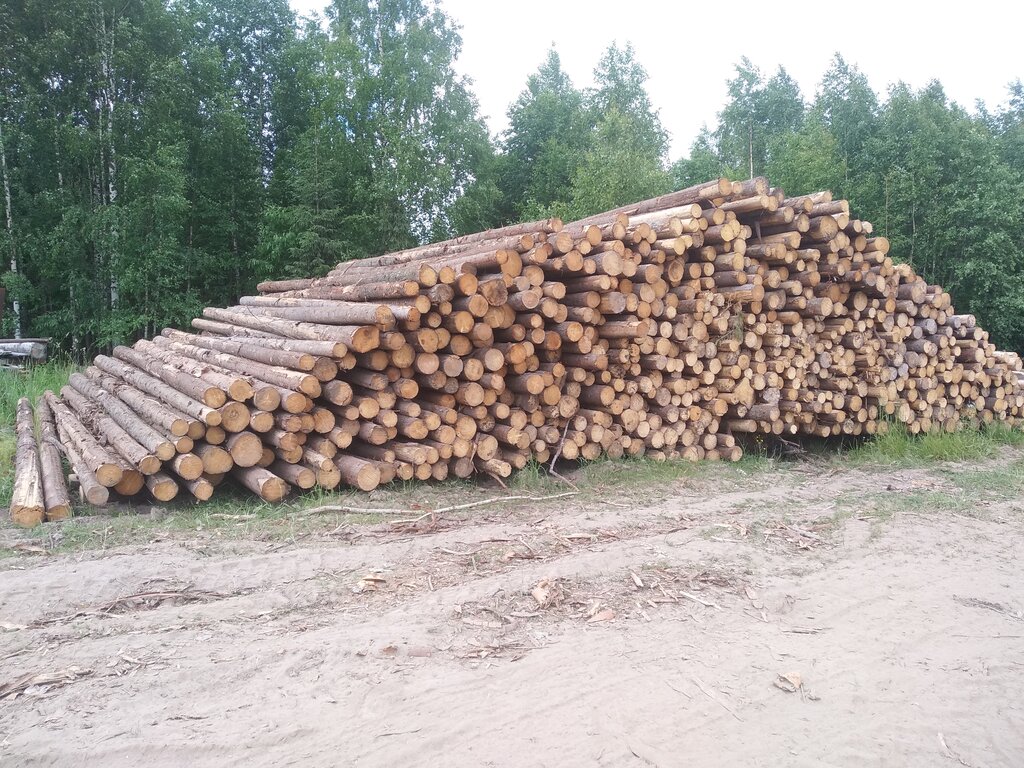 Ahşap endüstrisi Adelaida-Group, Kostromskaya oblastı, foto