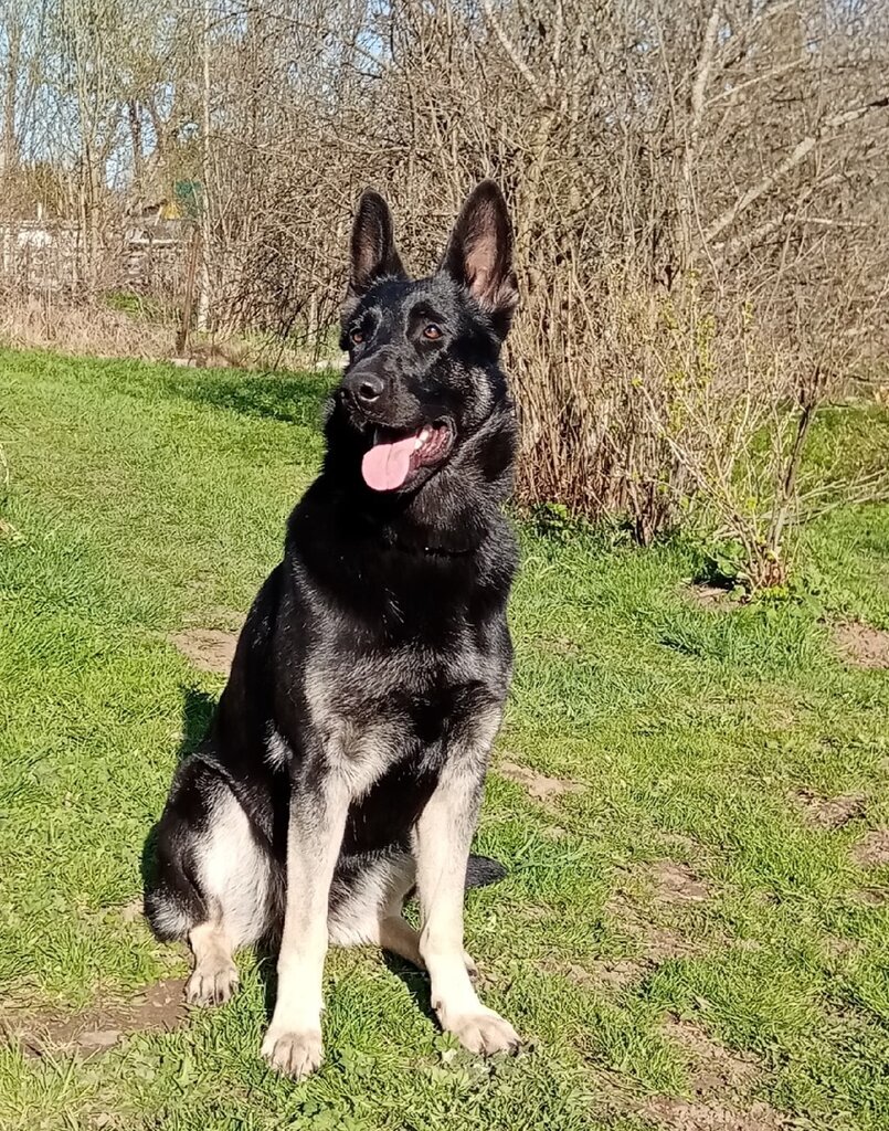 Evcil hayvan yetiştiricileri Pitomnik Veo Iz Ozernogo kraya, Bologoe, foto