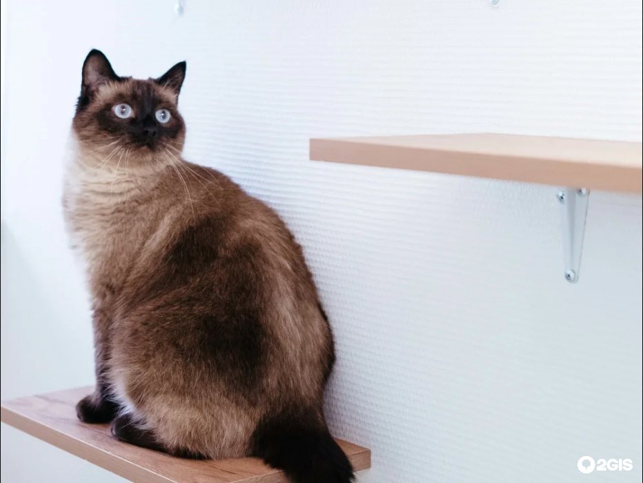 Pet otel Довольный Кот, Krasnoyarsk, foto