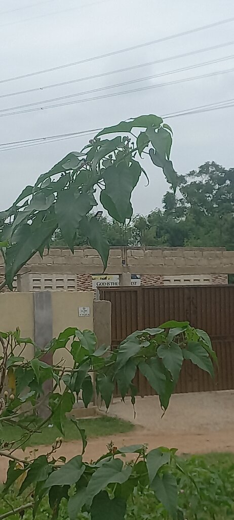 Ortodoks kiliseleri God Is The Greatest, Dünya, foto