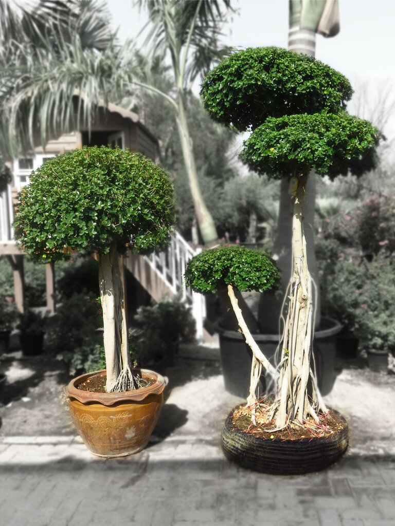 Çiçekçiler Stems N Pots, Dubai, foto