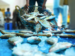 Fish Market Al Hamriyah (50/50, Omar Bin Al Khattab Street, Hamriya West, Sharjah), pazarlar ve çarşılar