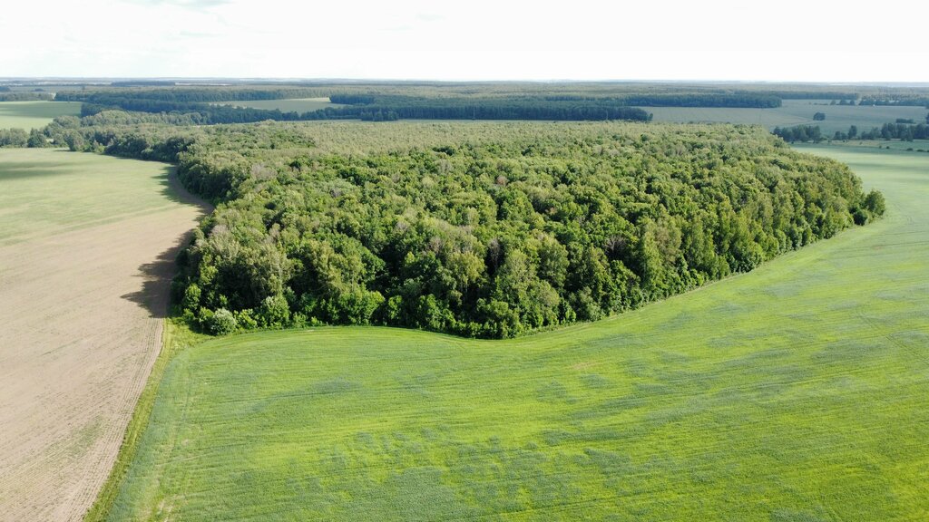 Orman урочище Погарище, Moskova ve Moskovskaya oblastı, foto