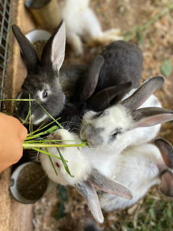 Evcil hayvan yetiştiricileri Наследие Арктики, Altay Cumhuriyeti, foto