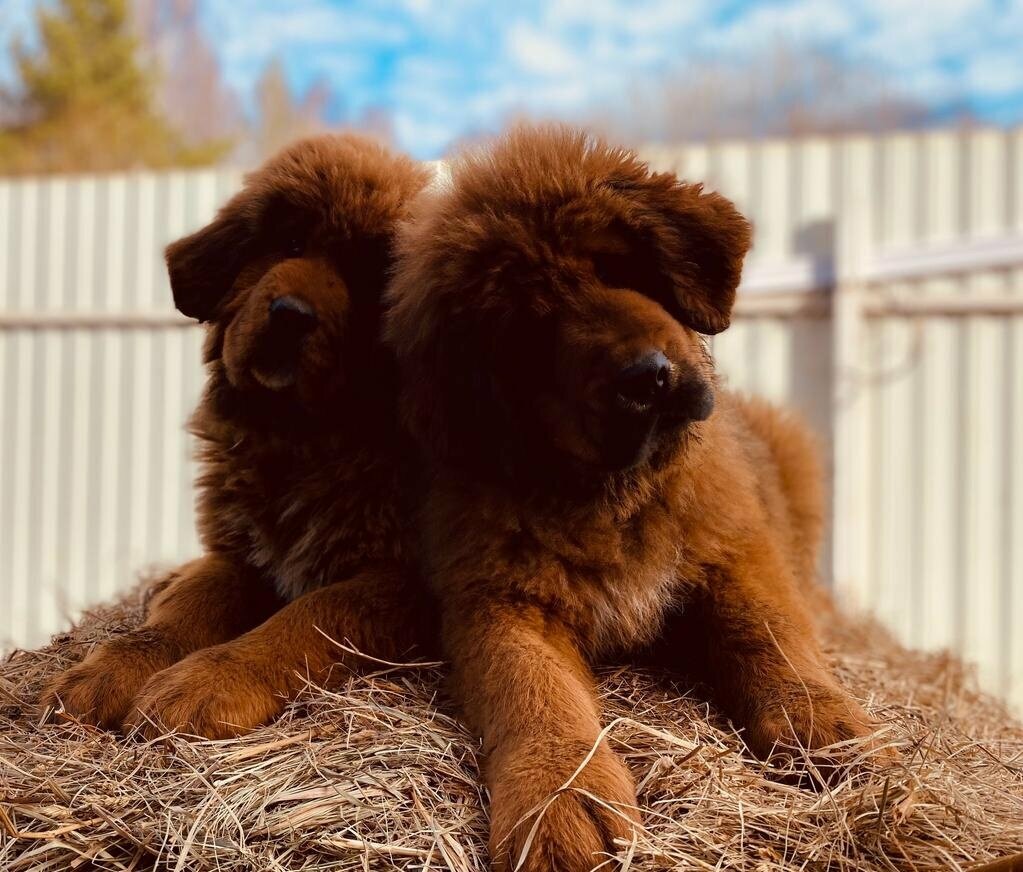 Evcil hayvan yetiştiricileri The Best Berezay, Tverskaya oblastı, foto