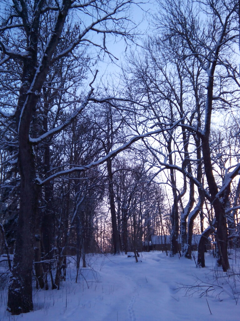 Doğa Липовая аллея усадьбы Власова, Saint‑Petersburg ve Leningradskaya oblastı, foto