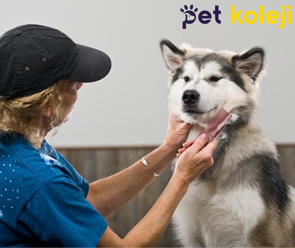 Evcil hayvan kuaförleri Pet Koleji Pet Kuaför ve Kedi Köpek Kuaförü, İstanbul, foto