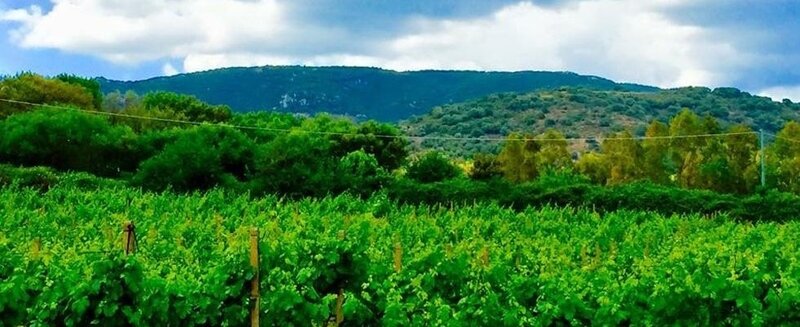 Şarap ve içki toptan satışları Tenute Aini Vini Società Agricola, Sardunya, foto