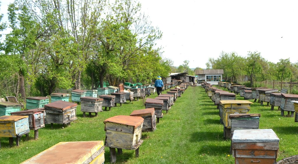 Bal ve arıcılık firmaları Alexey Yakovenko's bee apiary, Krasnodarski krayı, foto