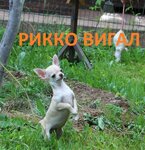 Ricco Vigal (Raduzhnaya ulitsa No:14к5, mikrorayon Grad Moskovskiy), evcil hayvan yetiştiricileri  Moskovski'den