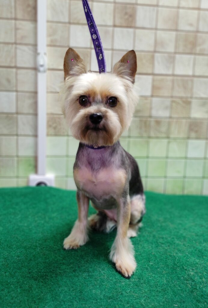 Evcil hayvan kuaförleri Зоосалон, Yelets, foto